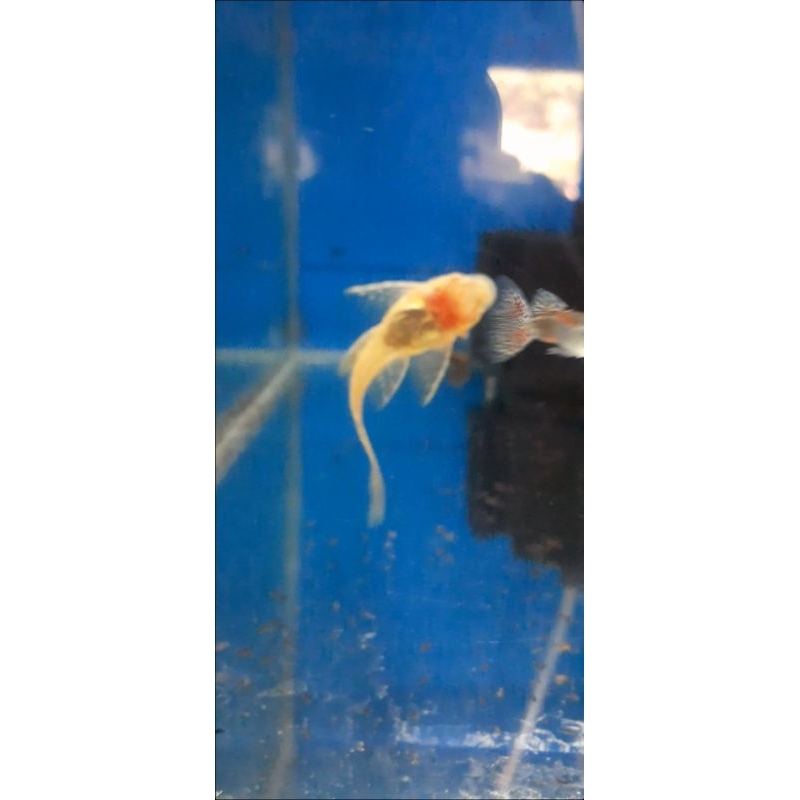 Jual brushmout slayer pleco L144 | Shopee Indonesia
