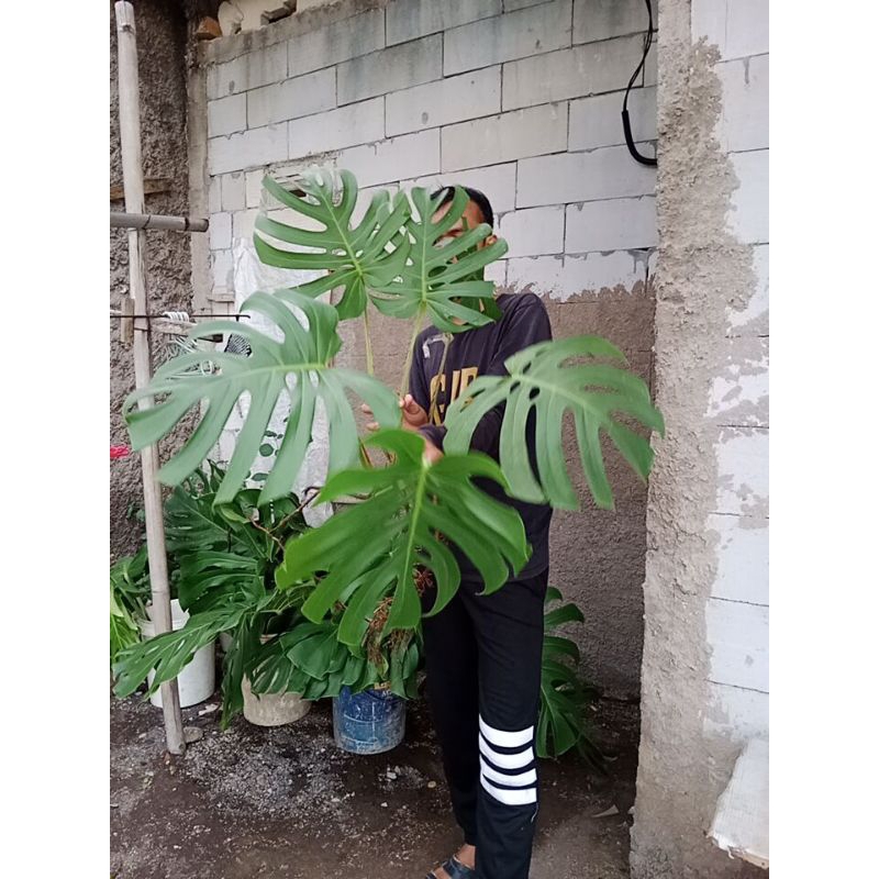 Jual Tanaman Hias Monstera Brazilian Form 5 daun | Shopee Indonesia