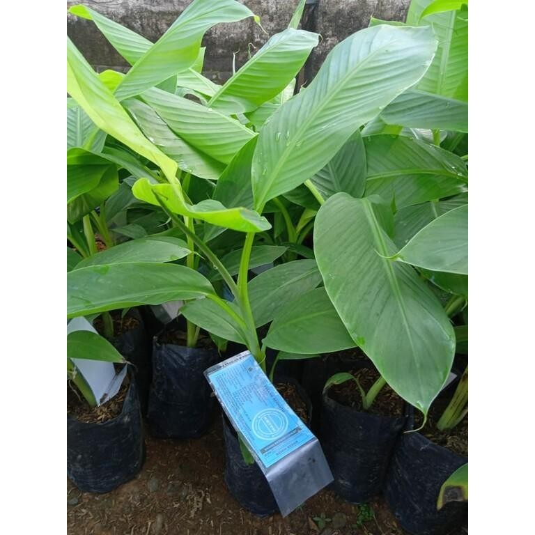 Jual Bibit Tanaman Pisang Emas Kirana Kultur Jaringan - Pisang Mas ... Jual Bibit Tanaman Pisang Emas Kirana Kultur Jaringan - Pisang Mas ...