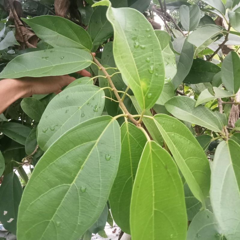 Jual Daun Cincau Hijau Cincau Perdu 1Kg | Shopee Indonesia