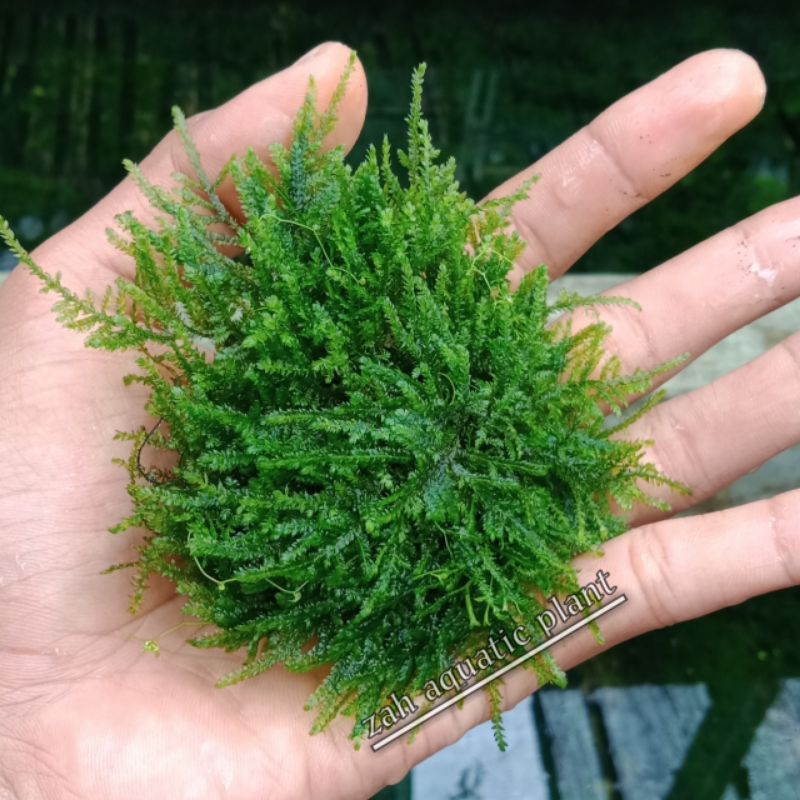Jual Java moss daun air di lengkapi dengan media wabikusa tanaman aquascape-akuarium low co2 ...