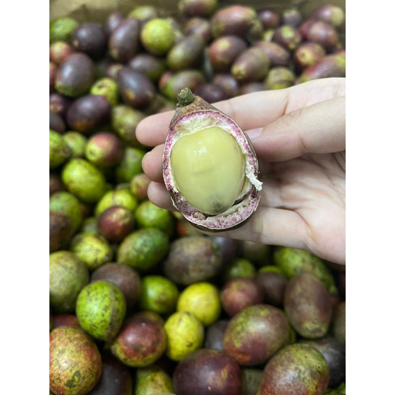 Jual Matoa Gading Super Buah 3 Rasa Lengkeng Rambutan Durian 1kg ...