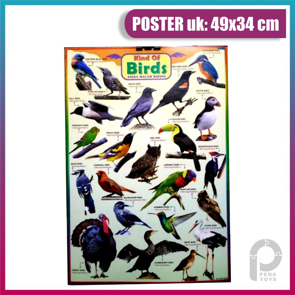 Jual Poster Anak Edukasi Birds Aneka Burung Cantik Penuh Warna / Kind ...