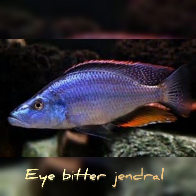 Jual jendral blue eye bitter cichlid | Shopee Indonesia