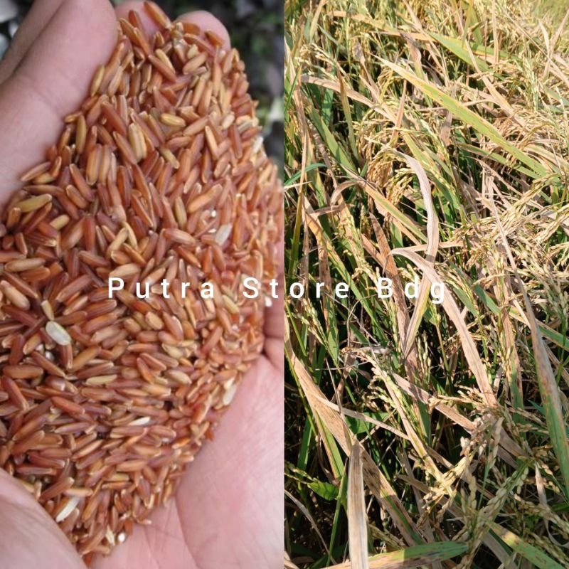 Jual Benih padi beras merah / jenis cupat mangu per 1 kg | Shopee Indonesia
