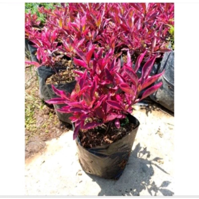 Jual tanaman hias kuncir merah | Shopee Indonesia