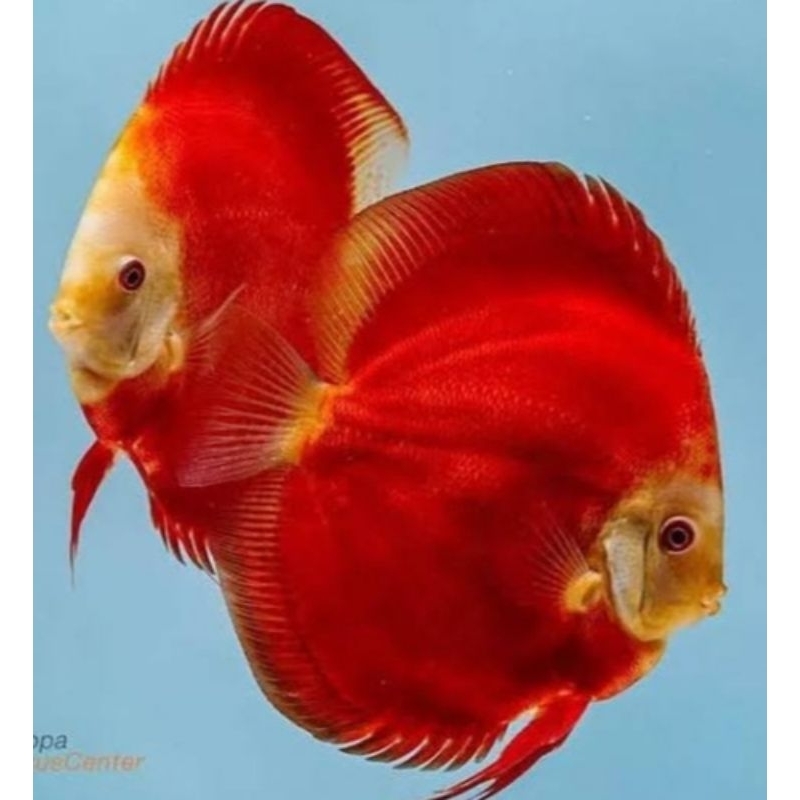 Jual Ikan Hias Discus Red Melon 2 Inc | Shopee Indonesia