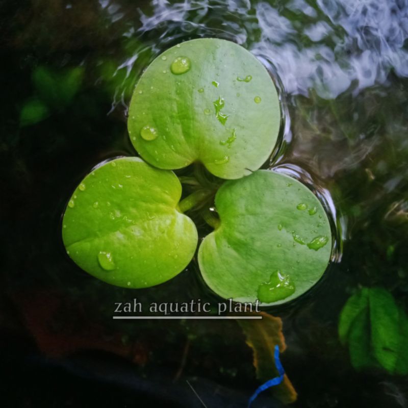 Jual Amazon frogbit tanaman air apung hiasan aquarium | Shopee Indonesia