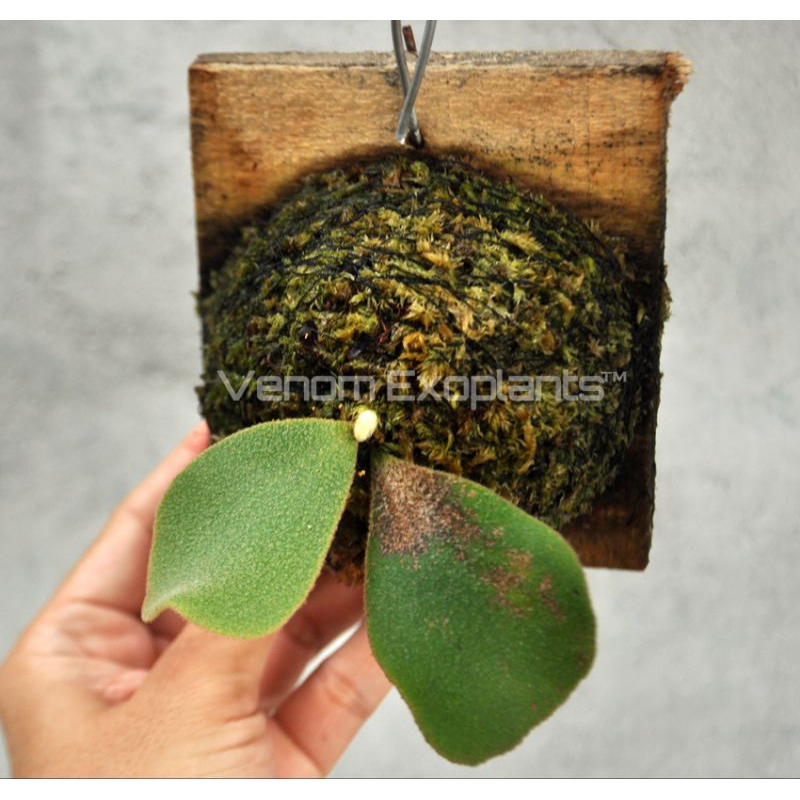 Jual VE1346 Platycerium andinum Original tanaman pakis paku fern kadaka ...