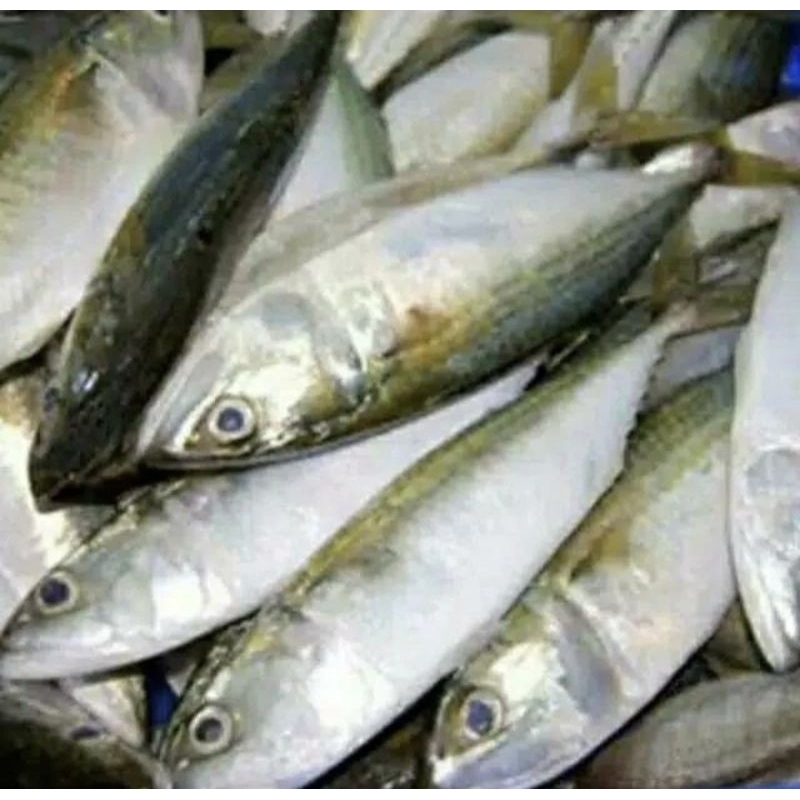 Jual IKAN KEMBUNG BANJAR 1KG PALING MURAH | Shopee Indonesia