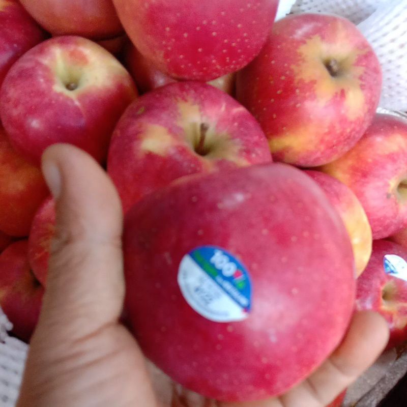 Jual BUAH APEL PASIPIC QUIN NEW ZEALAND GARING & MANIS/kg buah fresh ...