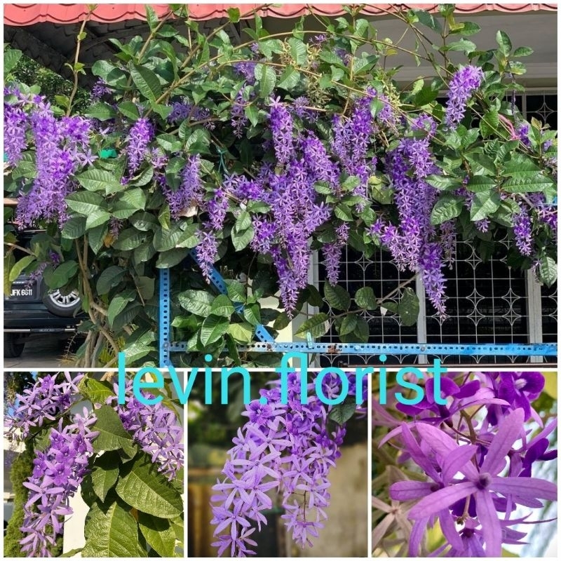 Jual Petrea volubilis ungu / bibit tanaman hias bunga rambat merambat ...