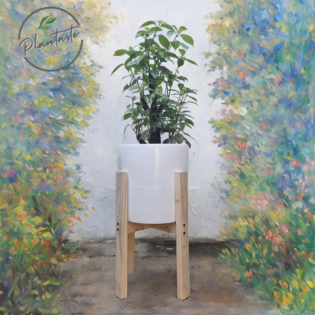 Jual Set Wood Salamander Stand | Paket Standing dan Pot Gerabah ...