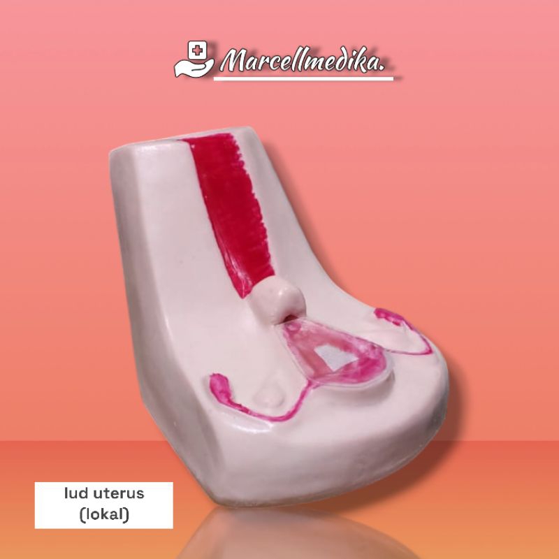 Jual PHANTOM MANEKIN IUD UTERUS / MANIKIN UTERUS | Shopee Indonesia