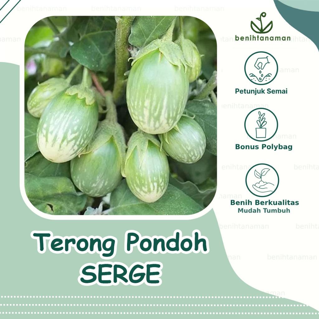 Jual 30 Biji - Benih Terong Pondoh Hijau Serge | Shopee Indonesia