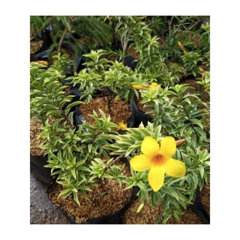 Jual tanaman bunga alamanda varigata bunga kuning mudah berbunga ...