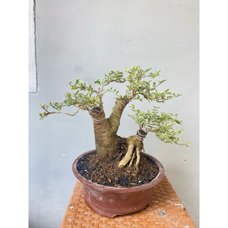 Jual Bonsai legistrum variegata | Shopee Indonesia