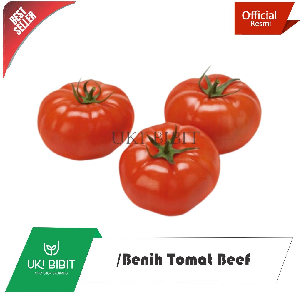 Jual ( 1.000 Butir ) Benih Biji Tomat Beef | Sandwich | Beefsteak ...