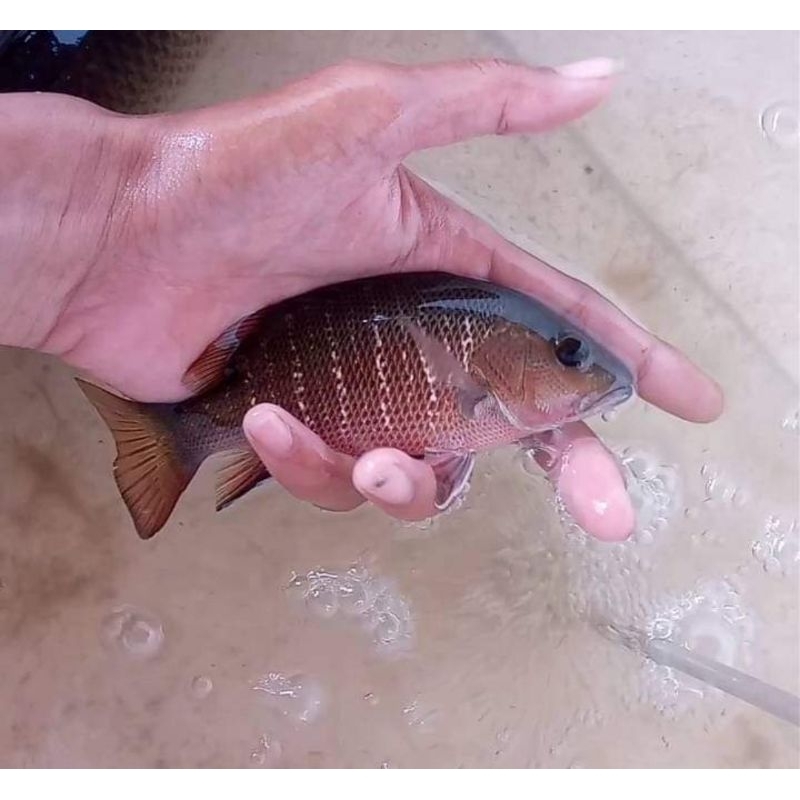Jual Ikan Mangrove Jack ( MJ) Kakap Merah air tawar / ikan hias ...
