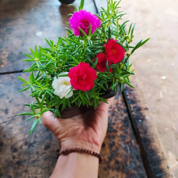 Jual KROKOT SUTRA BOMBAY / BIBIT TANAMAN HIAS BUNGA SUTRA BOMBAY ...