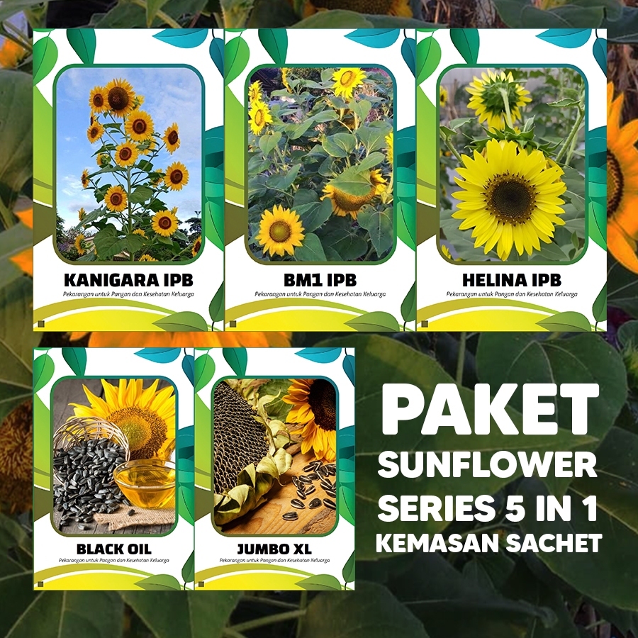 Jual Benih Bunga Matahari Paket 5 in 1 Jenis Kanigara BM1 Helina Black ...