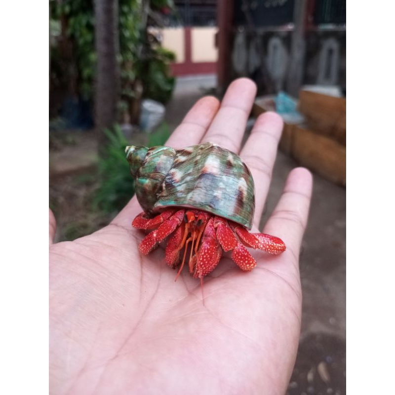 Jual edukasi Kelomang red perlatus strawberry | Shopee Indonesia