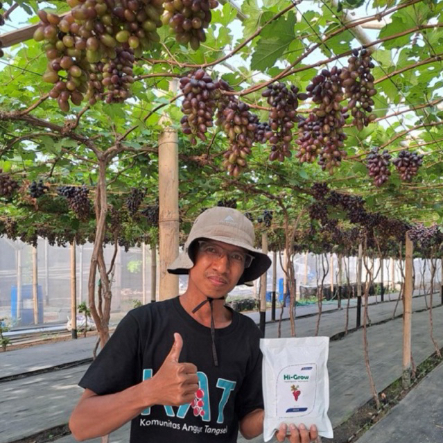 Jual Pupuk Anggur lengkap AB MIX Higrow 2 Liter, CPPU, Mr. G GA3 Auxin by RAFFATIH RAFATIH FARM ...