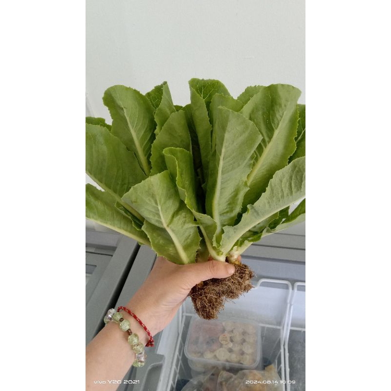 Jual Selada Romaine Hidroponik 250gr | Shopee Indonesia
