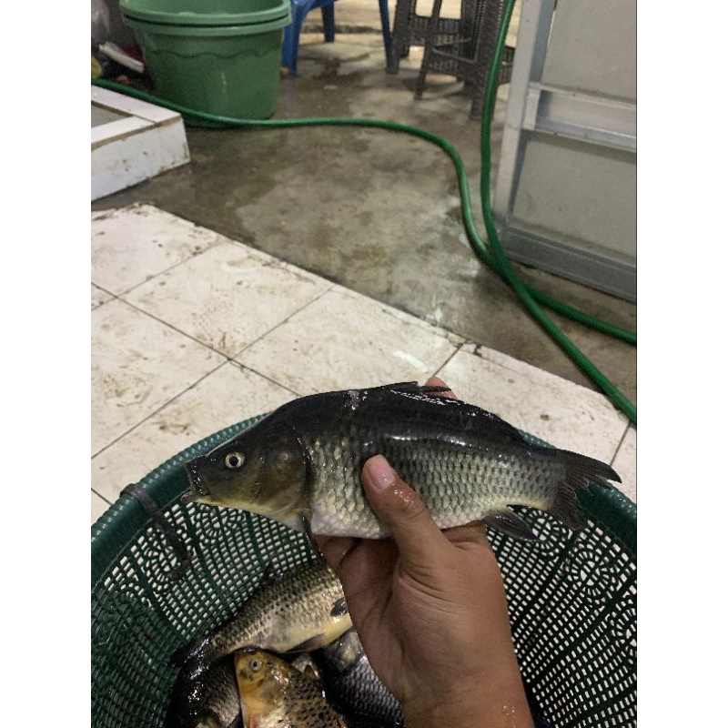 Jual Ikan Mas Fresh segar terbaik 1 kg | Shopee Indonesia