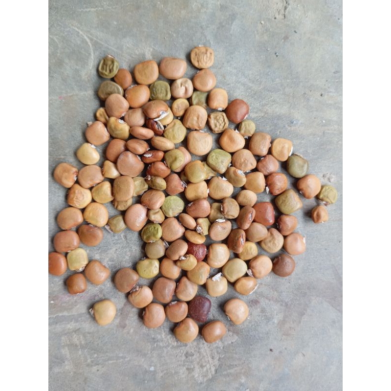Jual BIBIT Bengkoang Manis Super besar 100 biji benih Bengkoang Manis ...