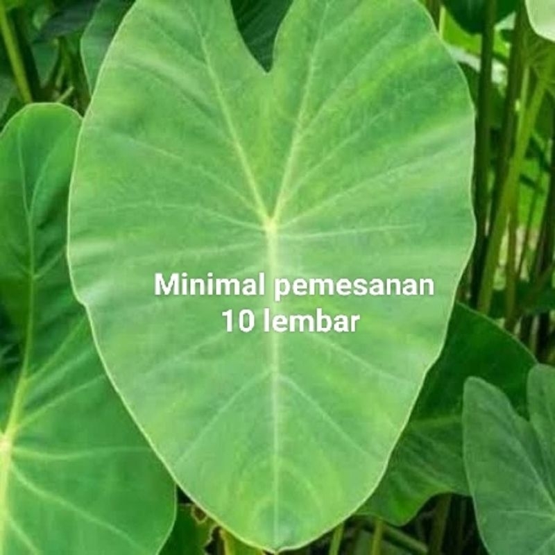 Jual Daun Talas Segar Untuk Buntil Per Lembar | Shopee Indonesia