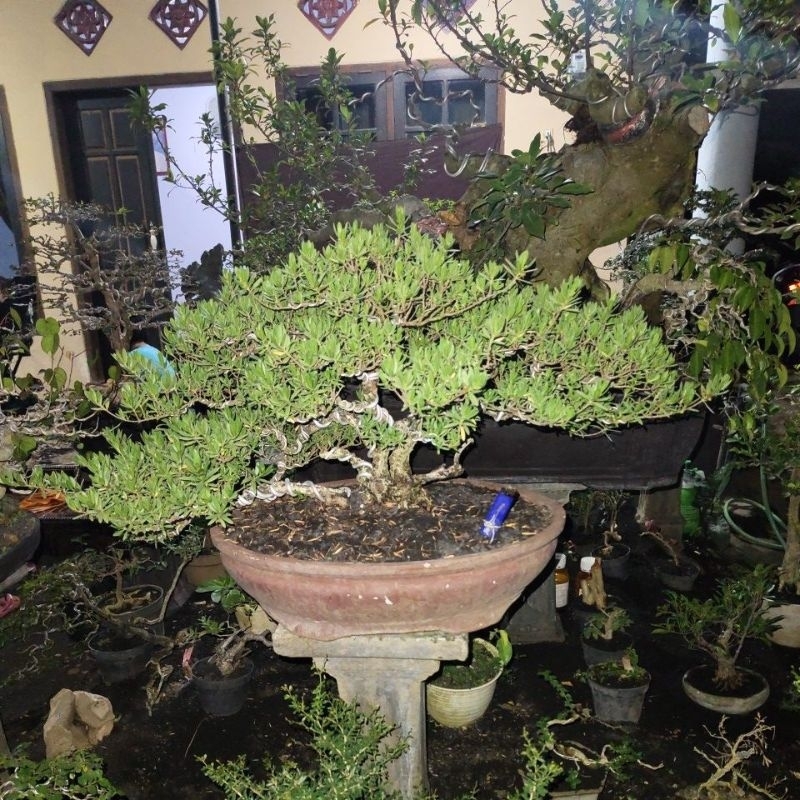 Jual BONSAI SANTIGI SESUAI FOTO | Shopee Indonesia