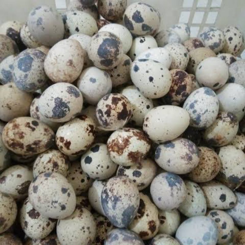 Jual TELUR/ TELOR PUYUH MENTAH 250 GRAM | Shopee Indonesia