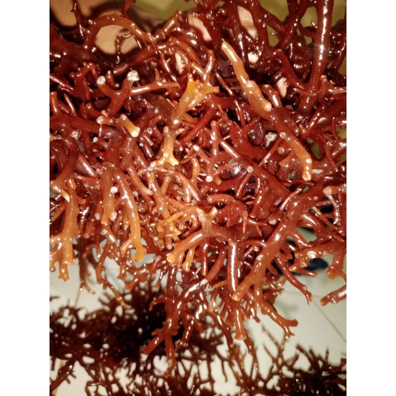 Jual rumput laut merah 5kg fresh dari laut | Shopee Indonesia