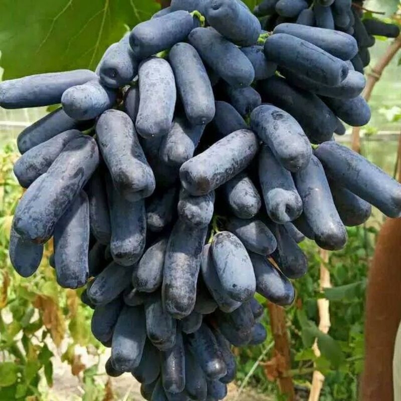 Jual pohon buah anggur importhitam tanpa biji sudah berakar (siap ...