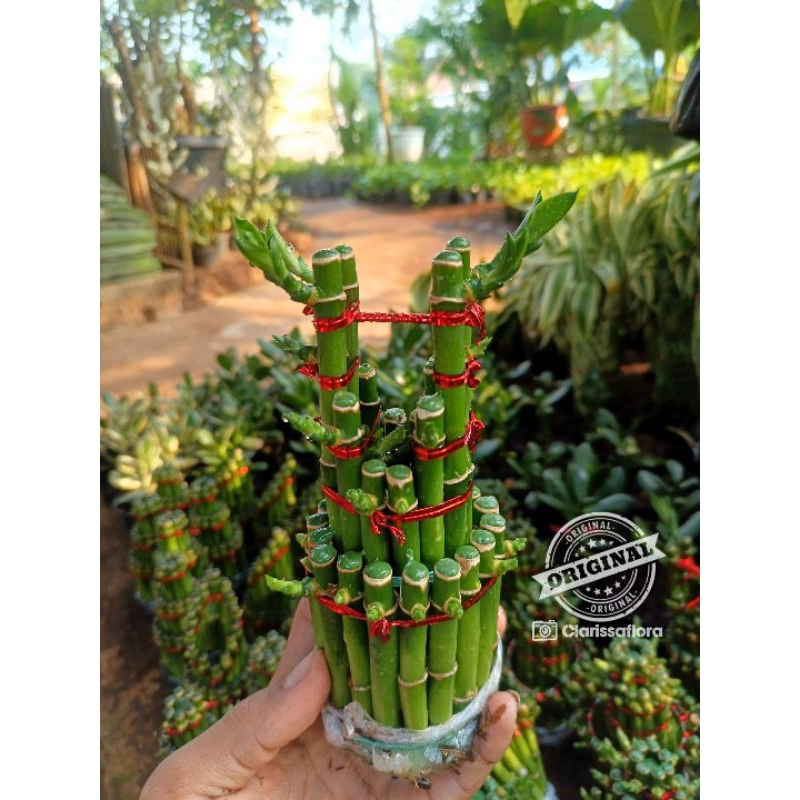 Jual PROMO tanaman hias bambu hoki pita merah motif kerajaan | tanaman ...