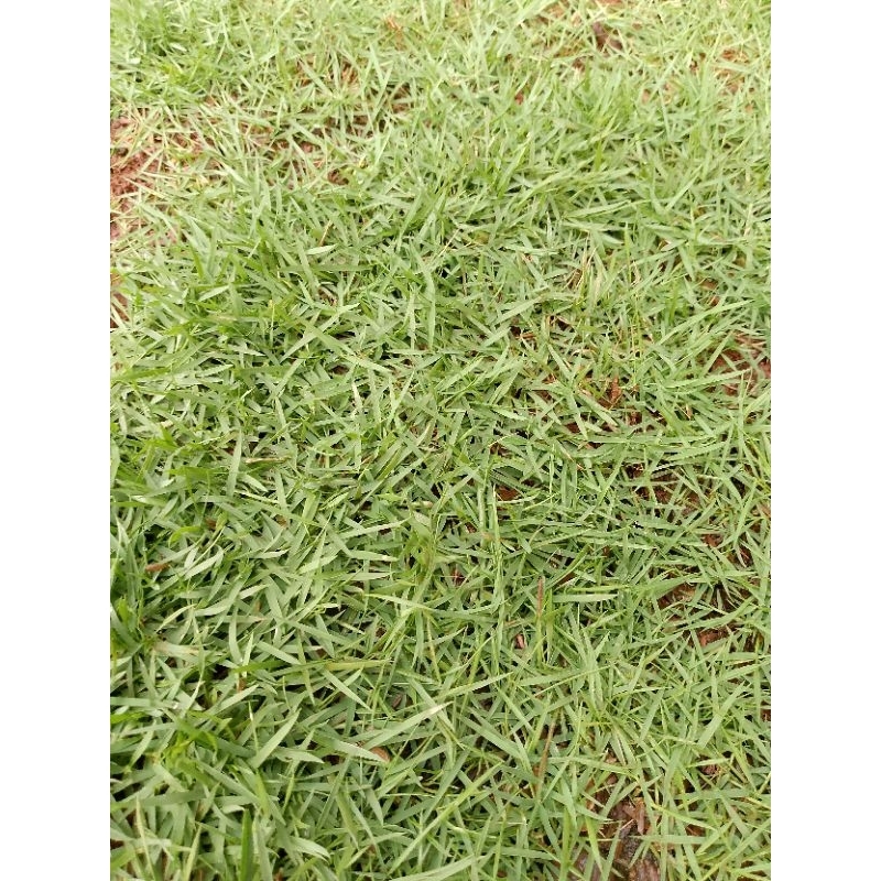 Jual BIBIT RUMPUT JEPANG/PEKING rumput hidup, rumput taman, rumput ...