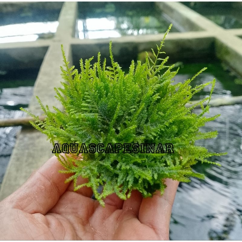 Jual Java Moss daun air sudah di lengkapi dengan media wabikusa tanaman aquascape-hiasan ...