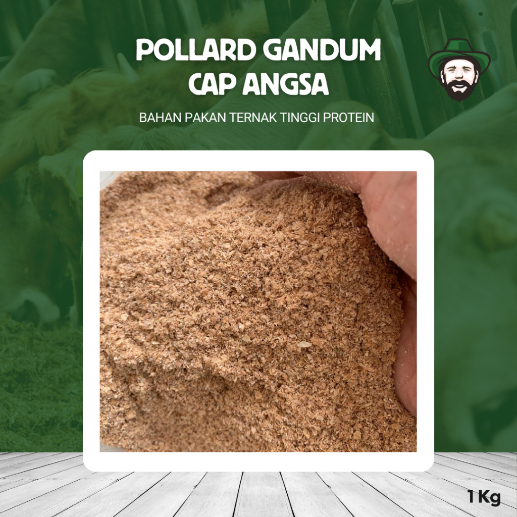 Jual Polar Gandum Bahan Pakan Ternak Tinggi Protein | Shopee Indonesia
