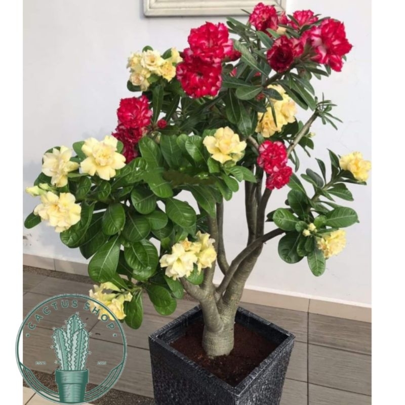 Jual ADENIUM BUNGA TUMPUK / TANAMAN HIAS ADENIUM HIDUP ADENIUM JEPANG ...
