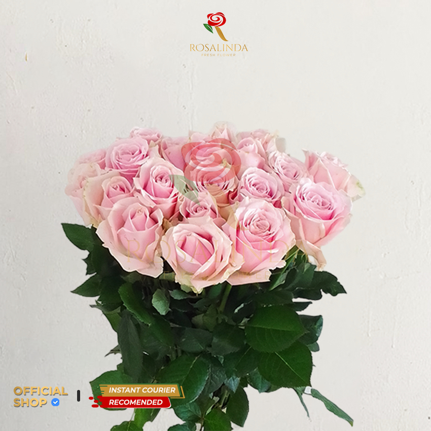 Jual Bunga Rose Sweet Avalanche / Rose Holland / Bunga Potong Segar ...