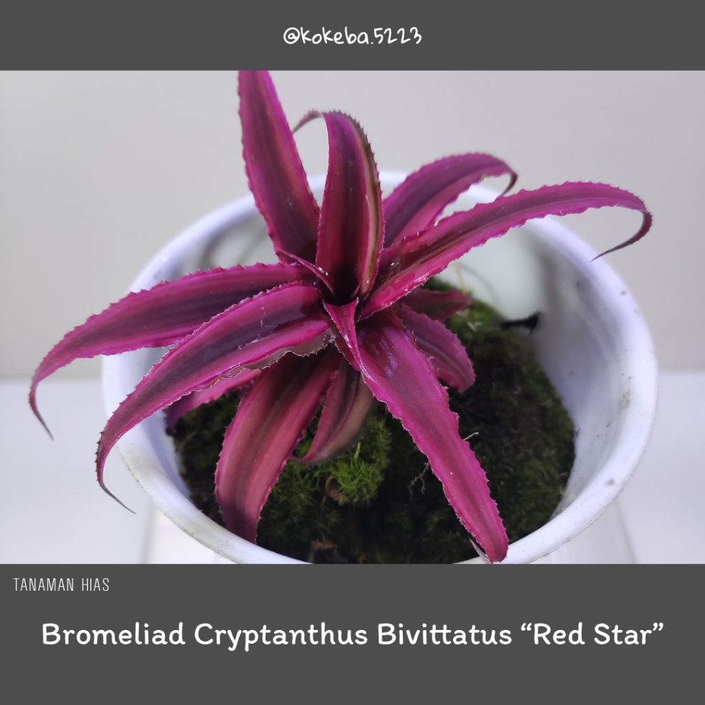 Jual Cryptanthus Red Star | Bromeliad Cryptanthus Bivittatus Red Star ...