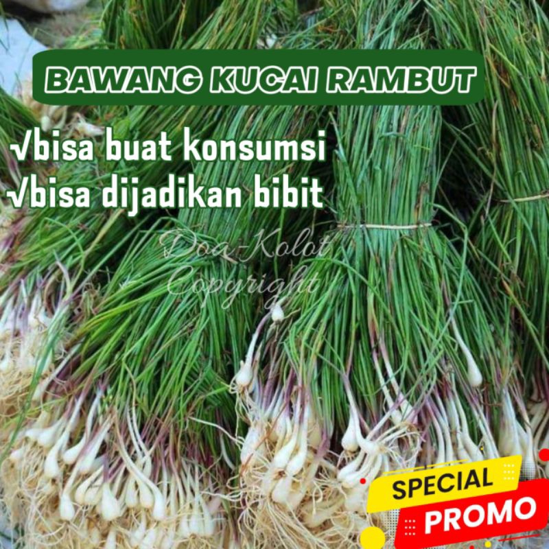 Jual Bawang Kucai Bawang Rambut Per ikat / Bisa Untuk Bibit | Shopee ...