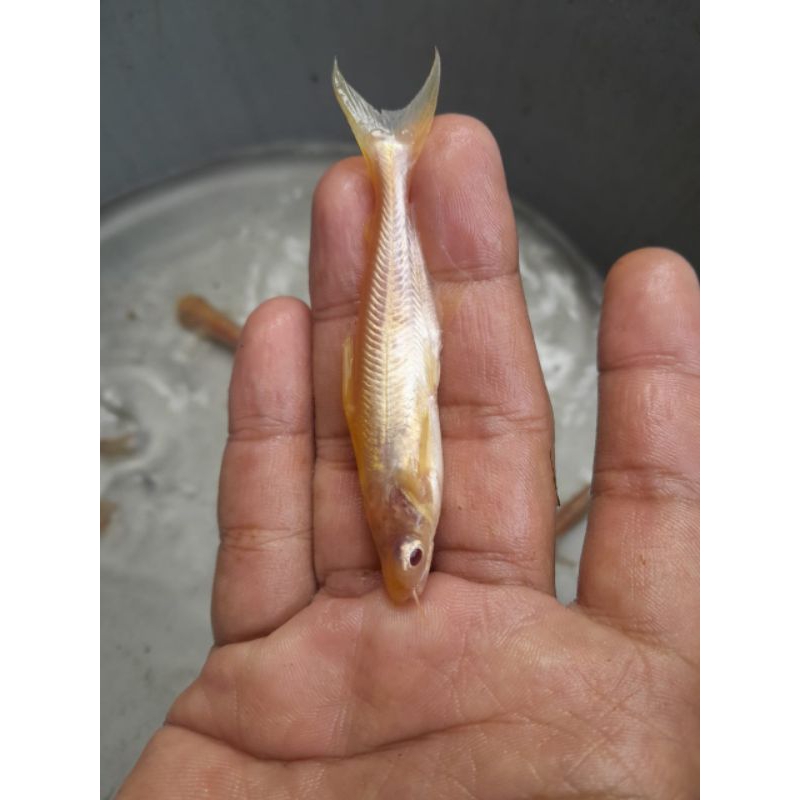 Jual bibit ikan patin albino ukuran 7-8 cm | Shopee Indonesia