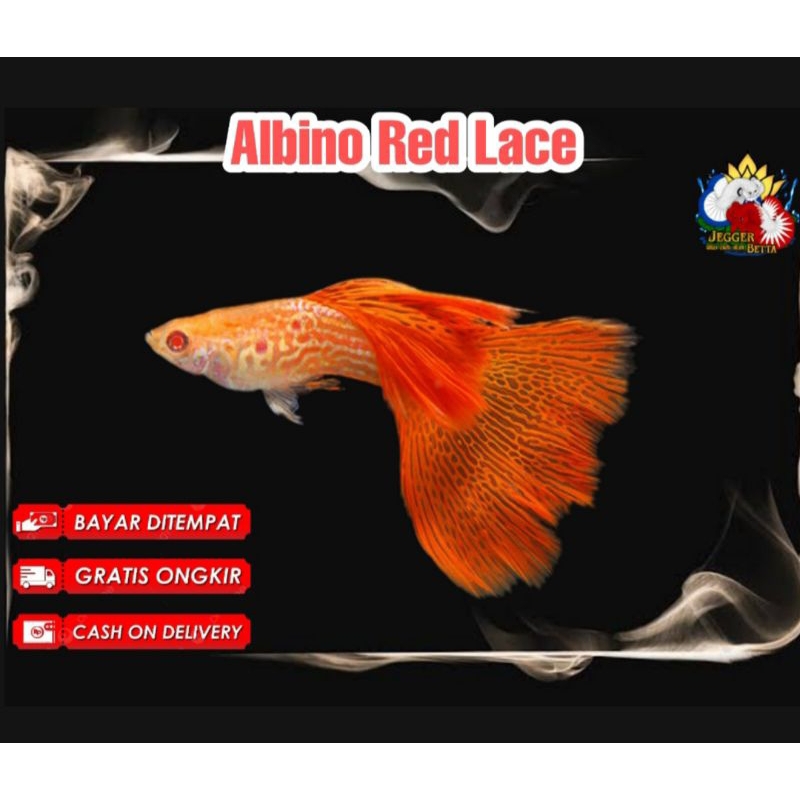 Jual Stiker Albino Red Lace guppy / hiasan aquarium ( Gread A ) | Shopee Indonesia