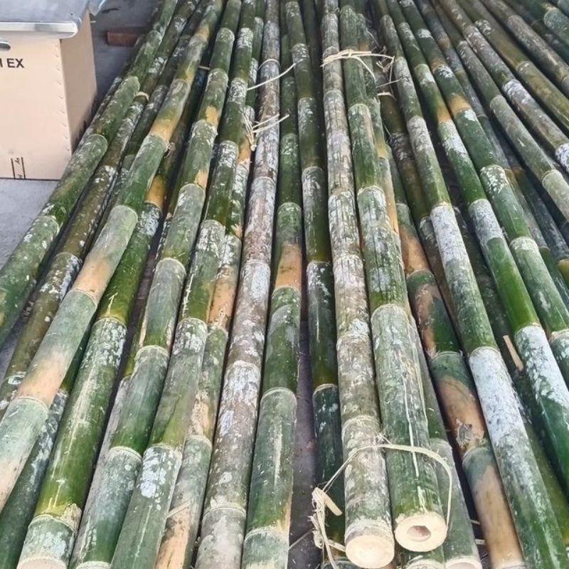 Jual REDY Bambu Tiang Bendera Bambu Apus Panjang 1m..2m.2.5m, Untuk ...