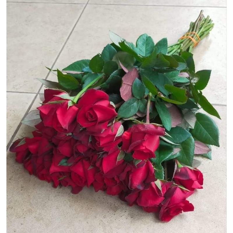 Jual Bunga Mawar Potong Fresh Warna Merah Sexy Red Grade A Fresh ...