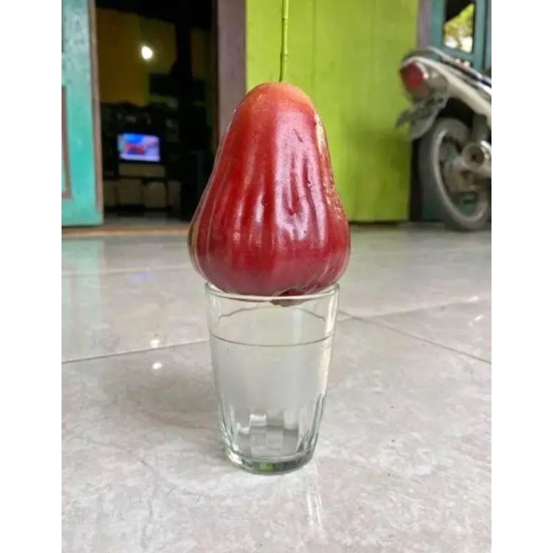 Jual Fresh Cangkok Jambu Air CITRA JUMBO ( Thongsamsie )//tanaman jambu ...