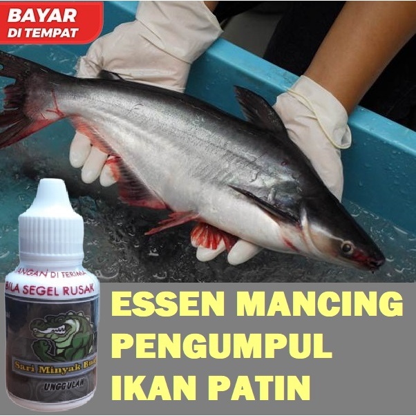 Jual ESSEN MANCING PENGUMPUL IKAN PATIN PALING JITU ISI 30ML | Shopee ...