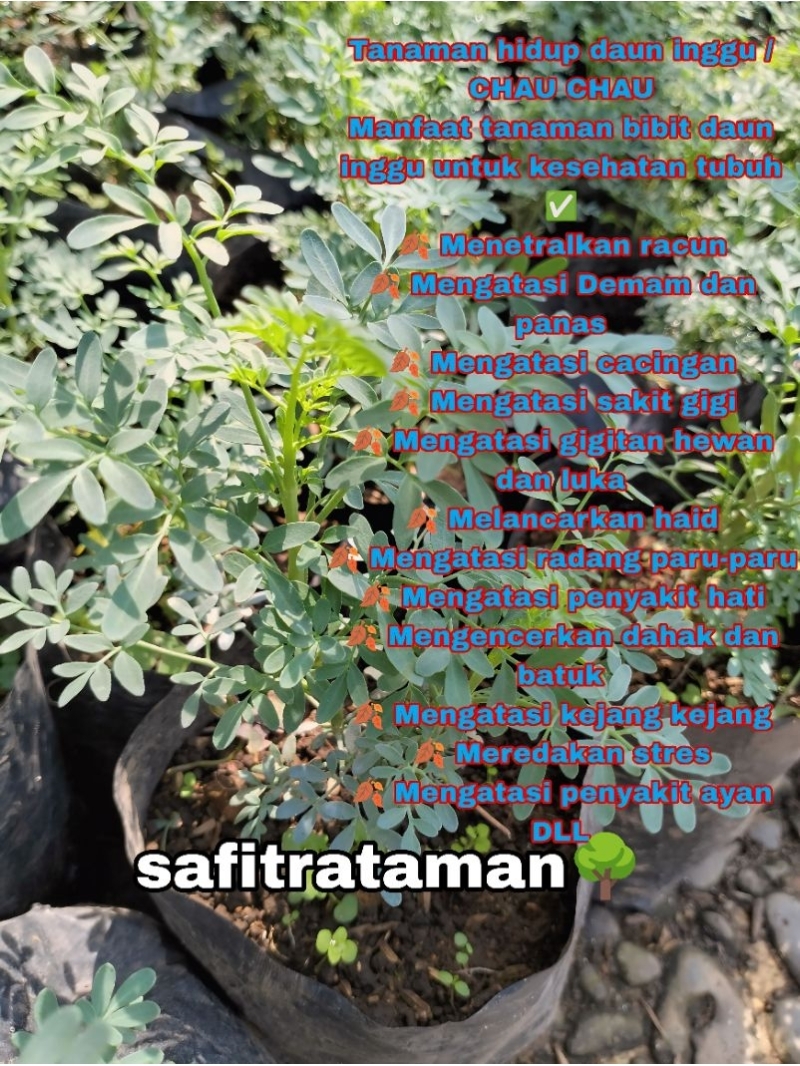 Jual Tanaman hidup Daun inggu Chau Chau | Shopee Indonesia